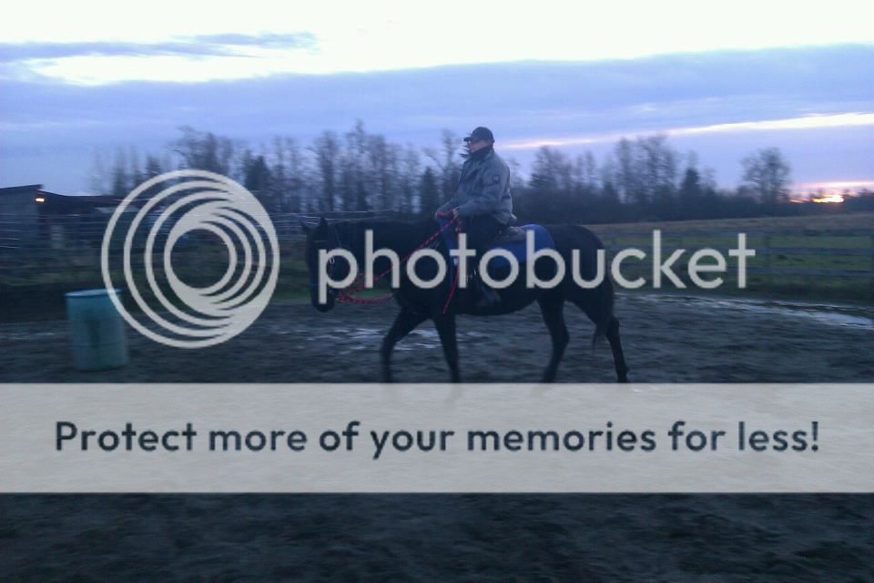 Rideing Bailey! | The Horse Forum