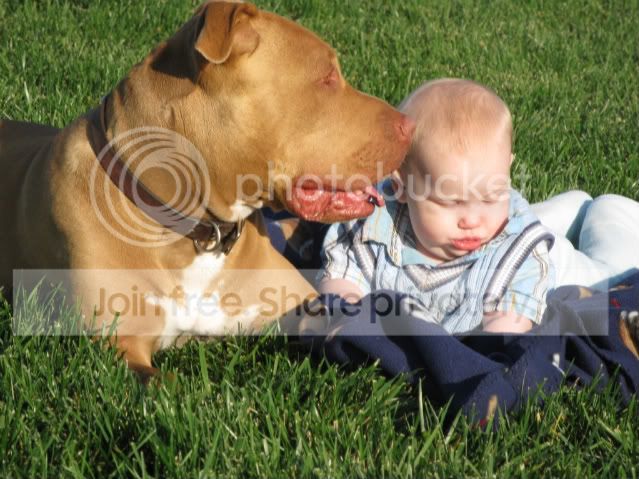 FARK.com: (4091608) Pit bull, sick and with her leg in a cast, saves ...